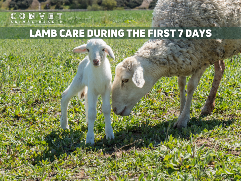 Lamb care during the first 7 days.